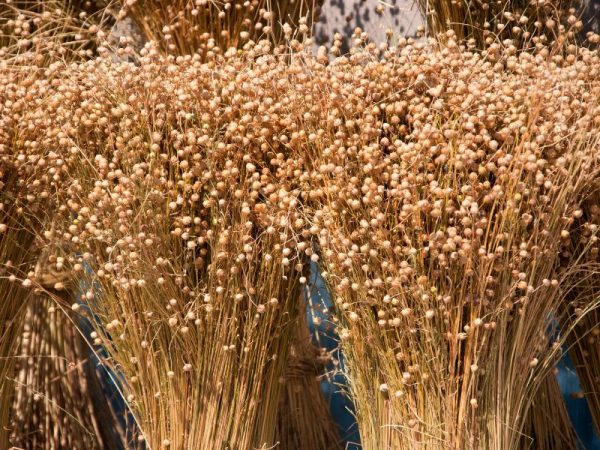 What is Linen? A Fascinating Guide to Production and Uses